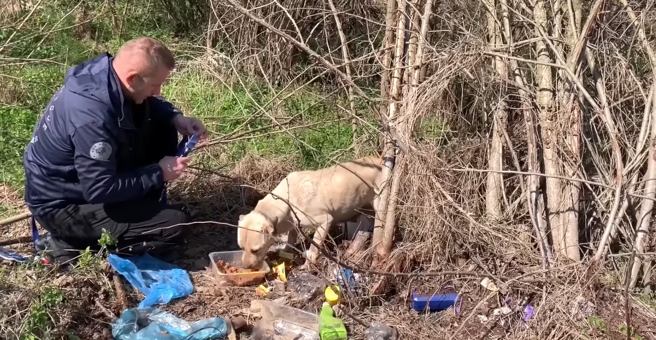 Ein Mann fand einen hungrigen Hund im Wald: sein Herz war voller ...